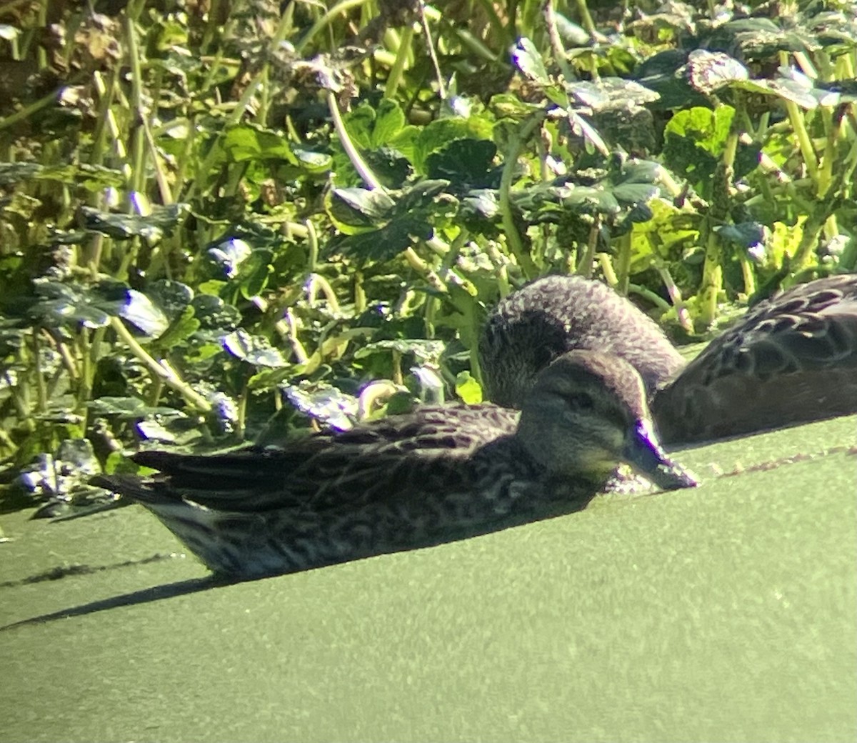eBird Checklist - 28 Oct 2023 - Arcata Marsh and Wildlife Sanctuary ...