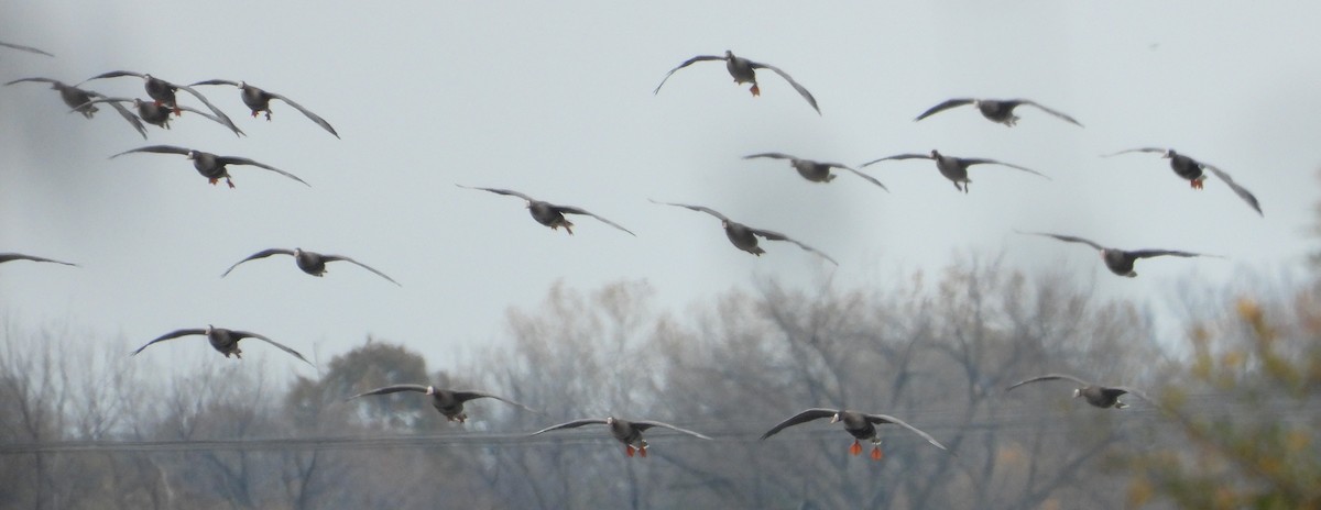 eBird Checklist - 29 Oct 2023 - Goose Lake Prairie SNA - 38 species