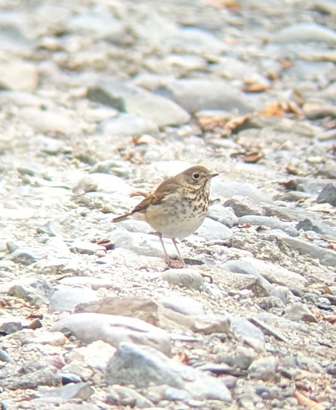 eBird Checklist - 29 Oct 2023 - Chick Hill - 5 species