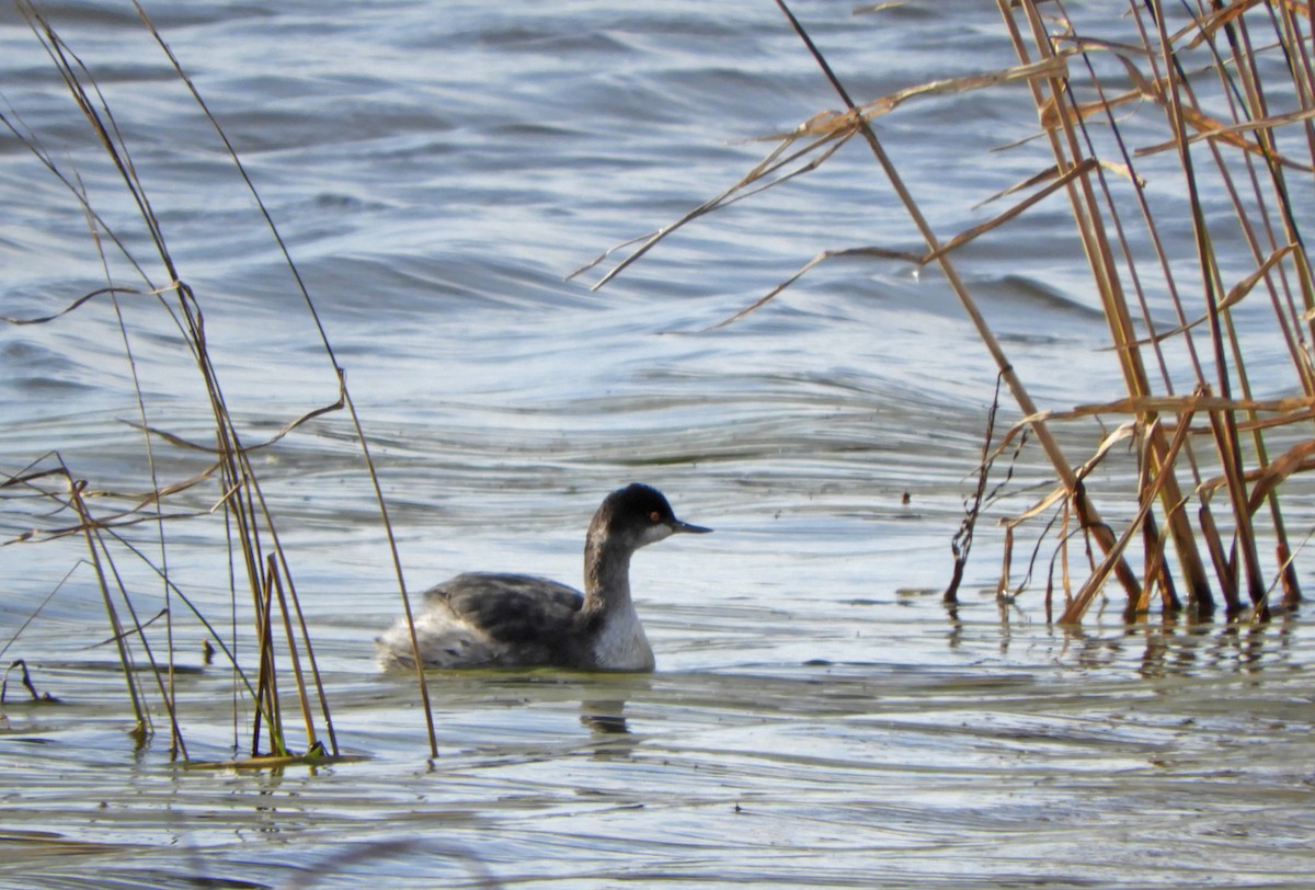 eBird Checklist - 29 Oct 2023 - Amherst Point Migratory Bird Sanctuary ...