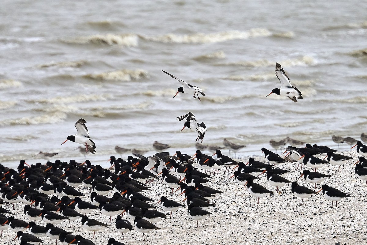 New Zealand Bird Atlas Checklist - 28 Oct 2023 - Miranda--Ray's Rest ...