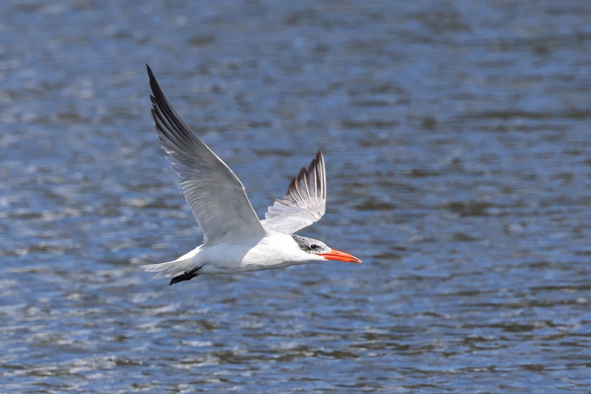 eBird Checklist - 25 Oct 2023 - Carl Bazemore Bird Walk - 18 species