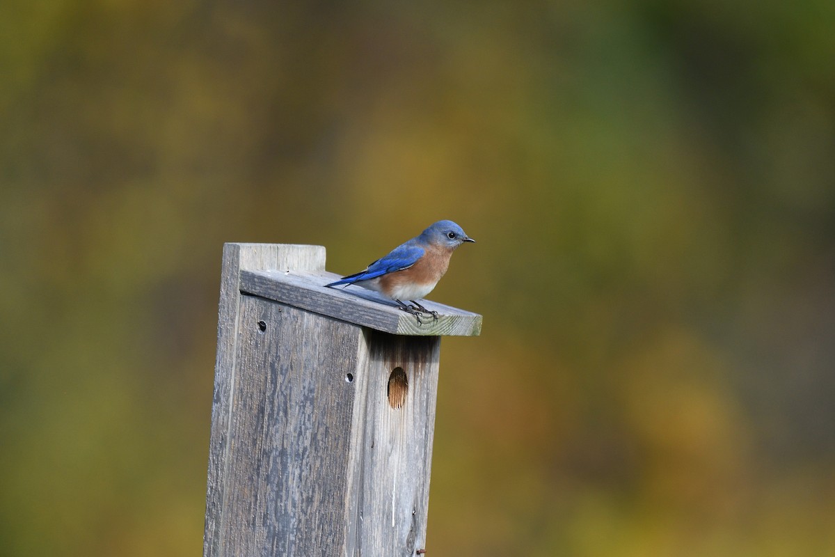 eBird Checklist - 26 Oct 2023 - Allen's Meadows Park - 30 species
