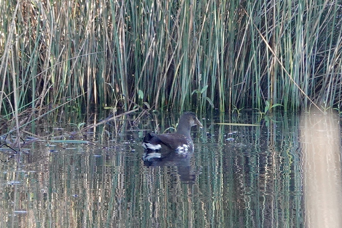 eBird Checklist - 29 Oct 2023 - **Back Bay NWR - 46 species