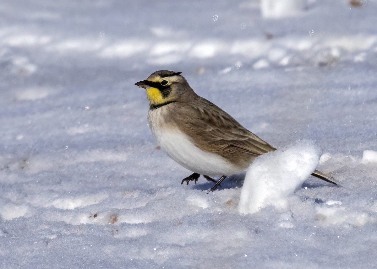 Montana eBird Checklist - 29 Oct 2023 - Hart Lane-Canyon Ferry Rd. to ...