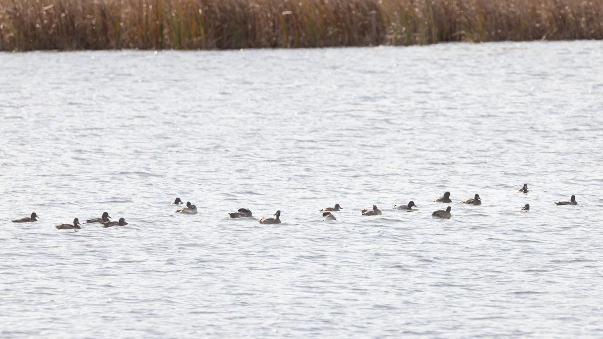 eBird Checklist - 29 Oct 2023 - Amherst Point Migratory Bird Sanctuary ...