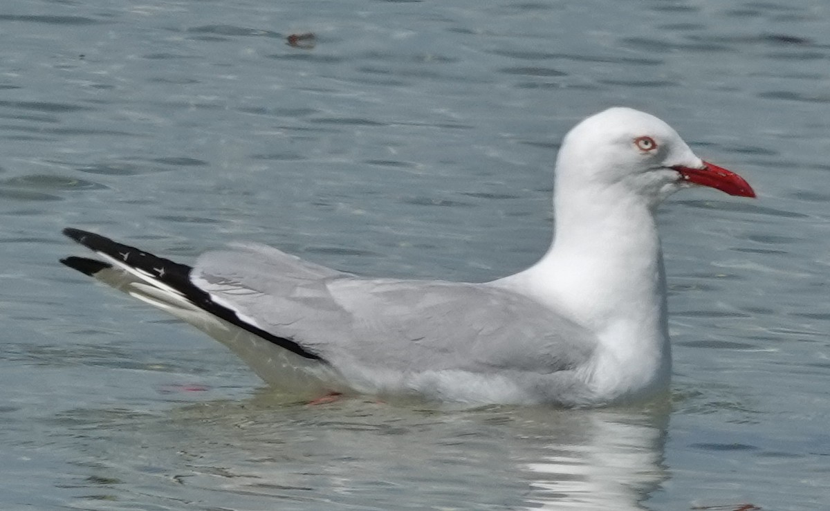 eBird Checklist - 30 Oct 2023 - Bonna Point Reserve - 11 species