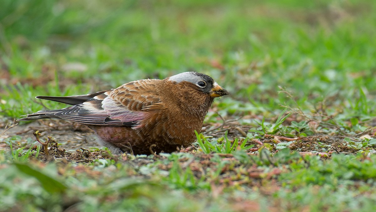 eBird Checklist - 29 Oct 2023 - Northwestern University (Main Campus ...