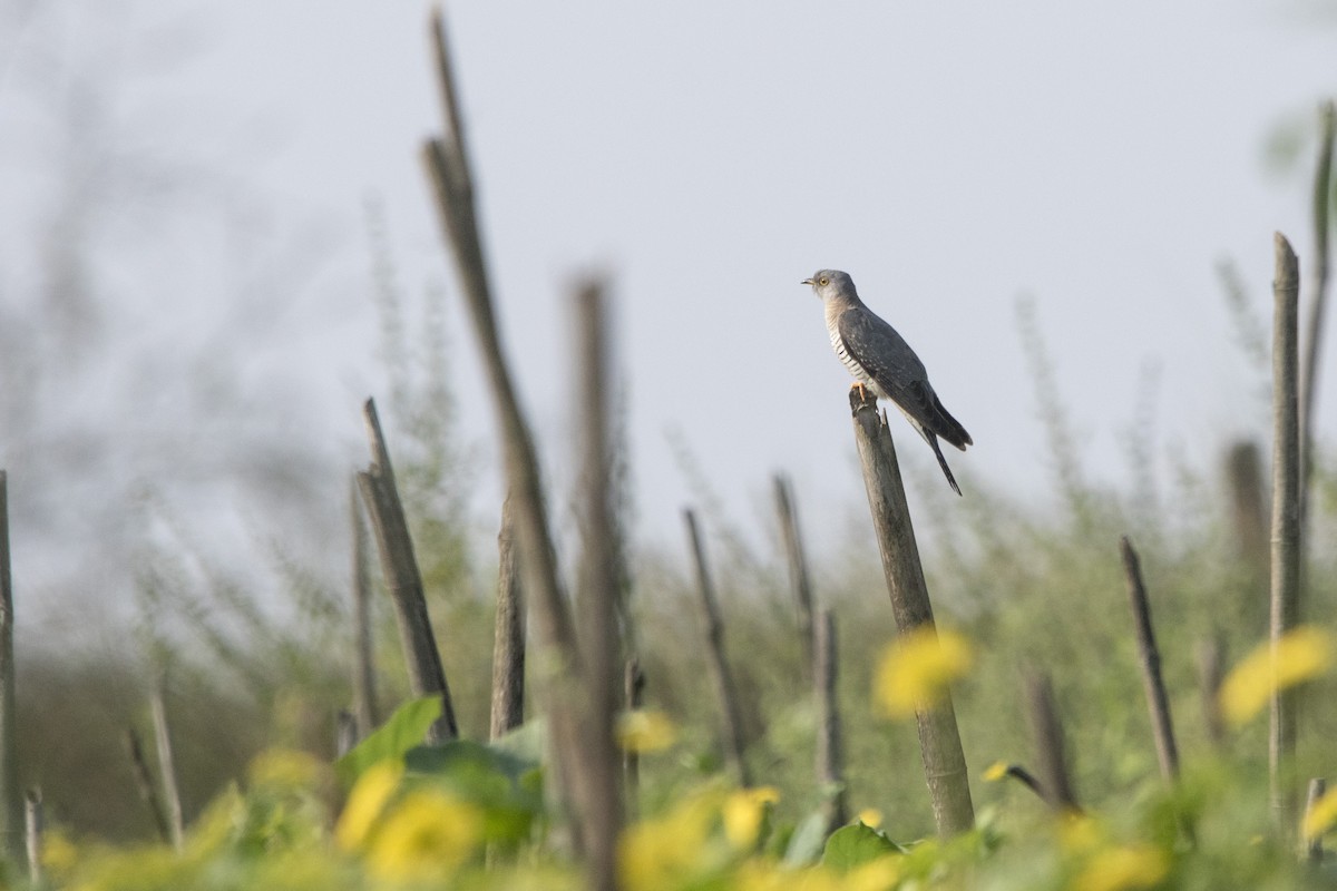 eBird India Checklist - 28 Oct 2023 - Bena, Near Suruchi Beach - 14 species
