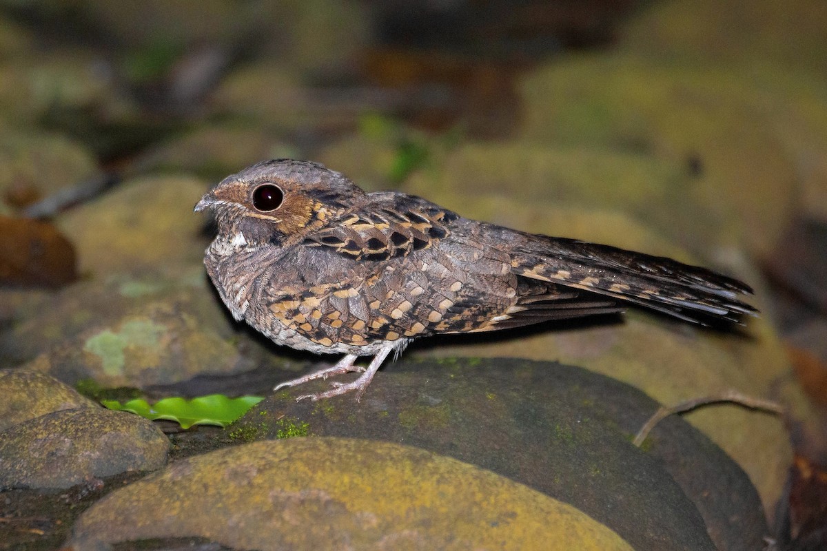 ML610545504 - Common Pauraque - Macaulay Library