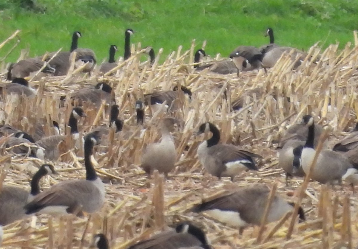 eBird Checklist - 29 Oct 2023 - Tidal Bore Road - 10 species