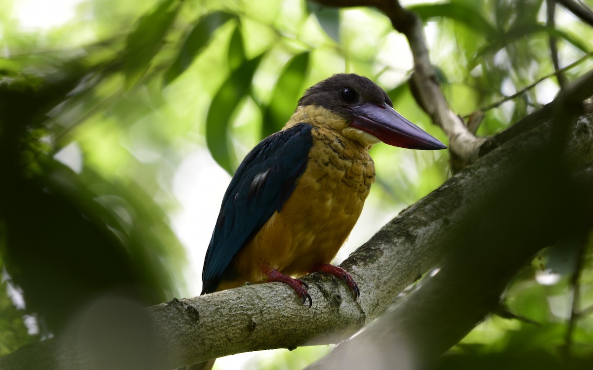 eBird Checklist - 7 Dec 2019 - BUND ROAD - 10 species