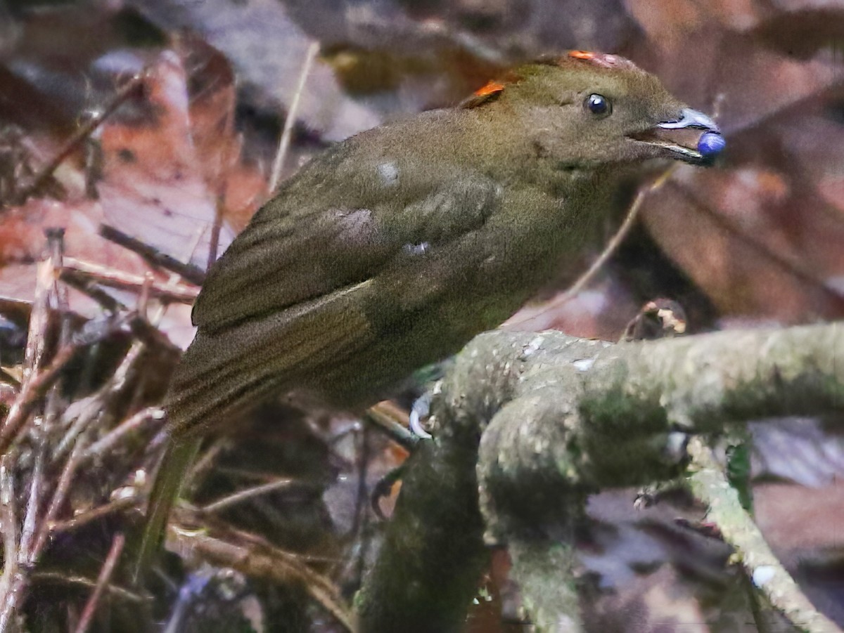 Streaked Bowerbird - Amblyornis subalaris - Birds of the World