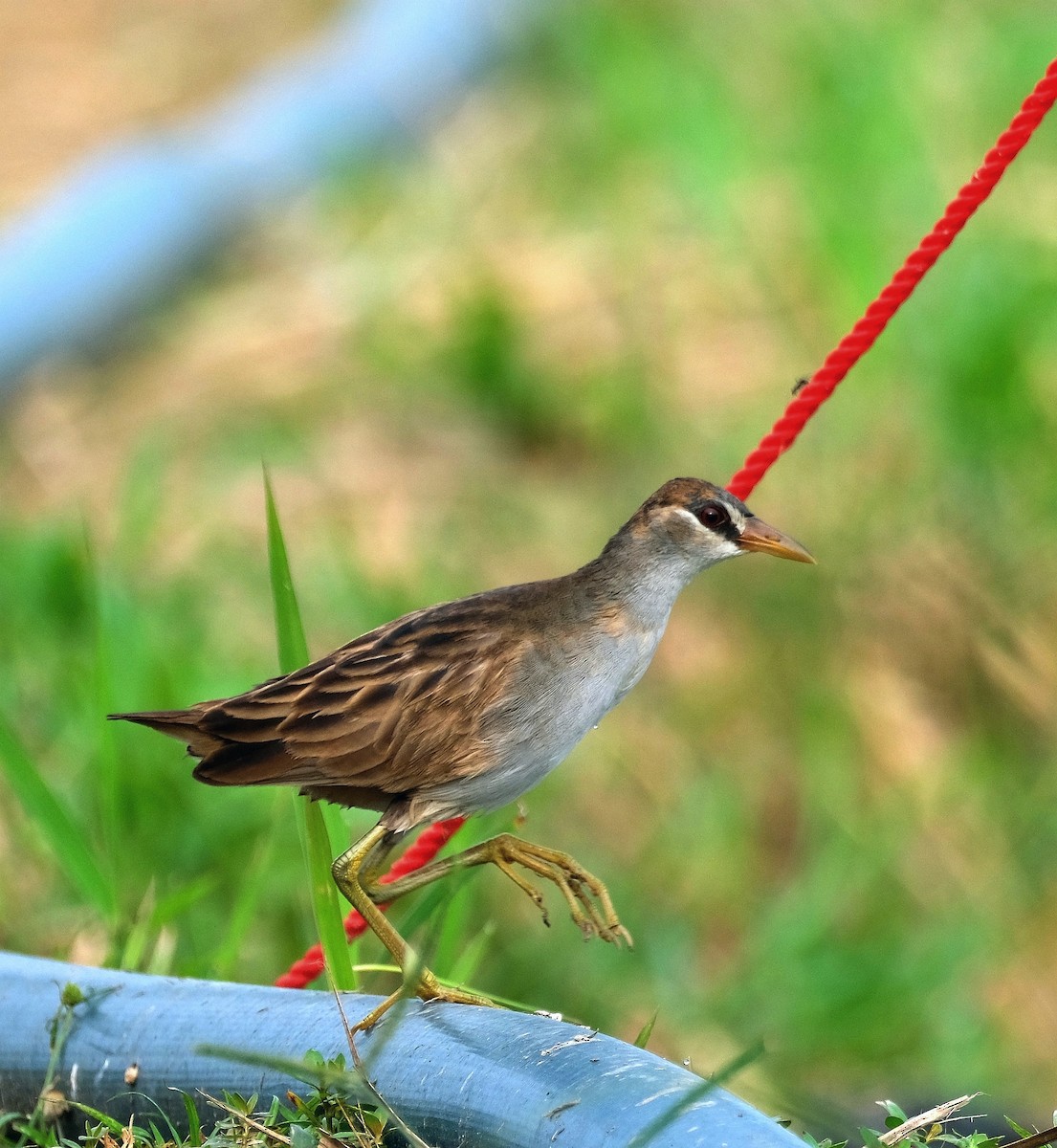 rail/crake sp. - eBird