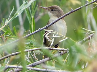 Large-billed Reed Warbler - eBird
