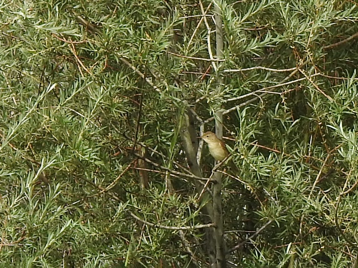 Large-billed Reed Warbler - eBird