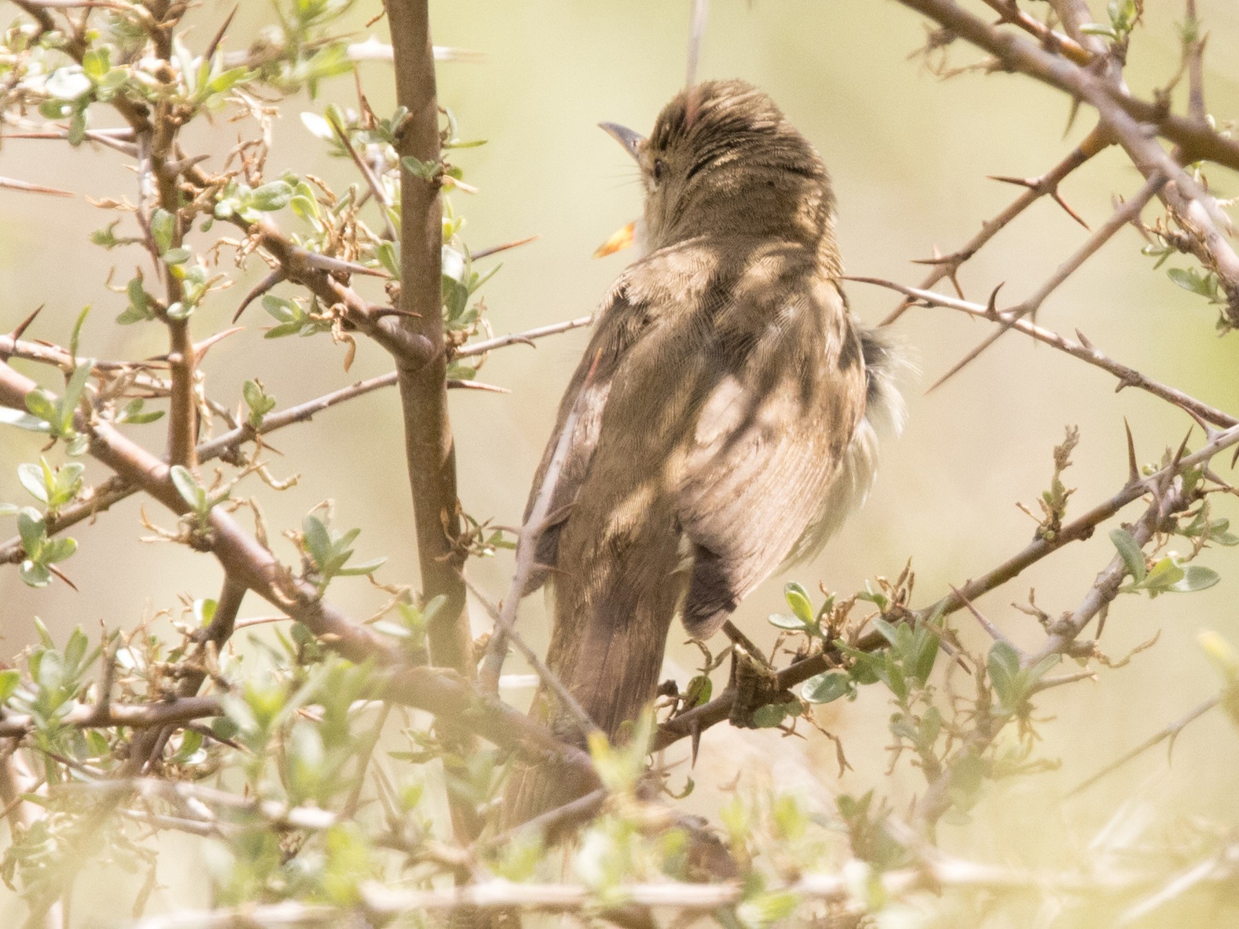 Large-billed Reed Warbler - eBird