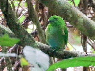 Hose's Broadbill - eBird