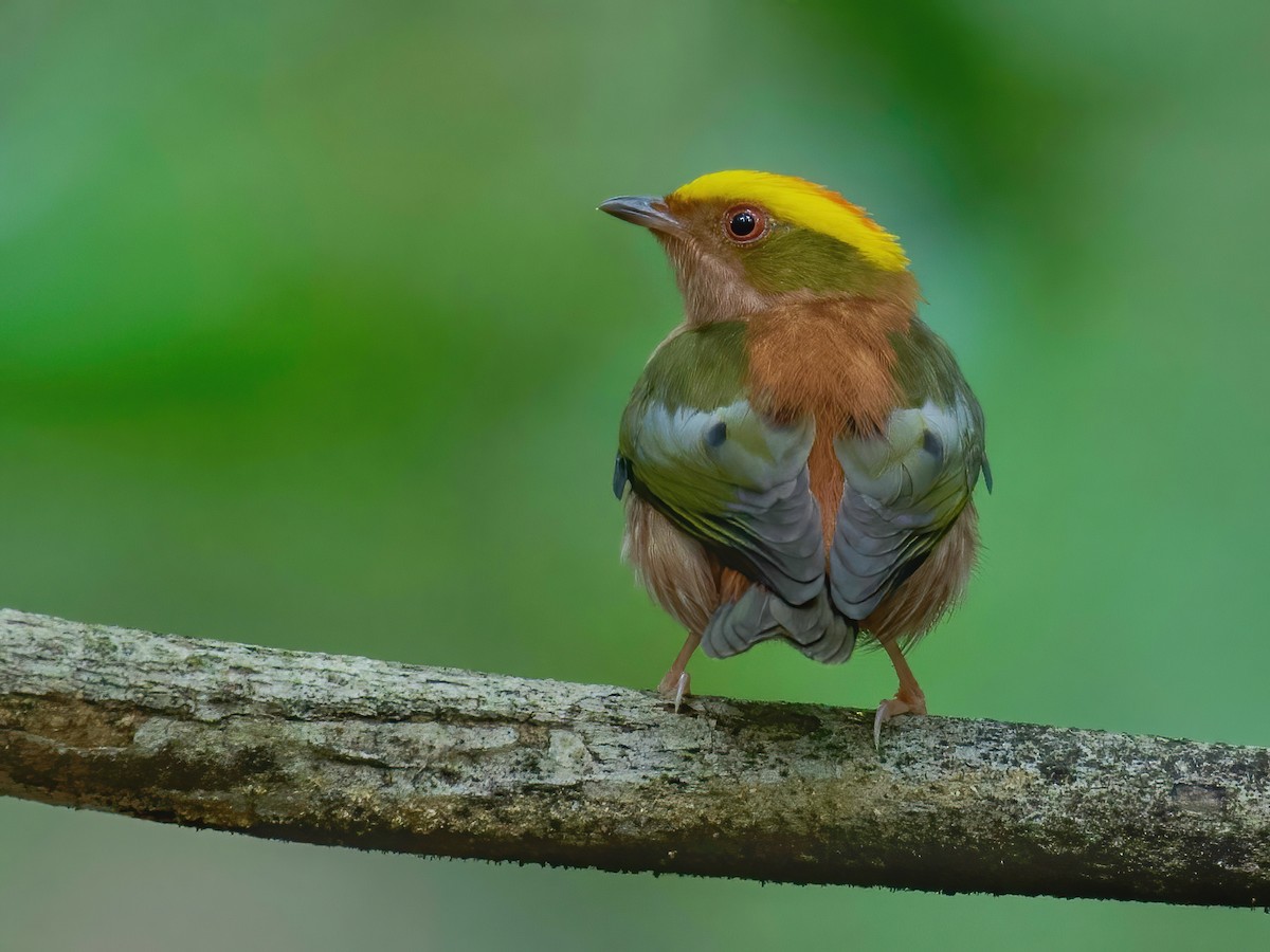 Fiery-capped Manakin - Machaeropterus pyrocephalus - Birds of the World