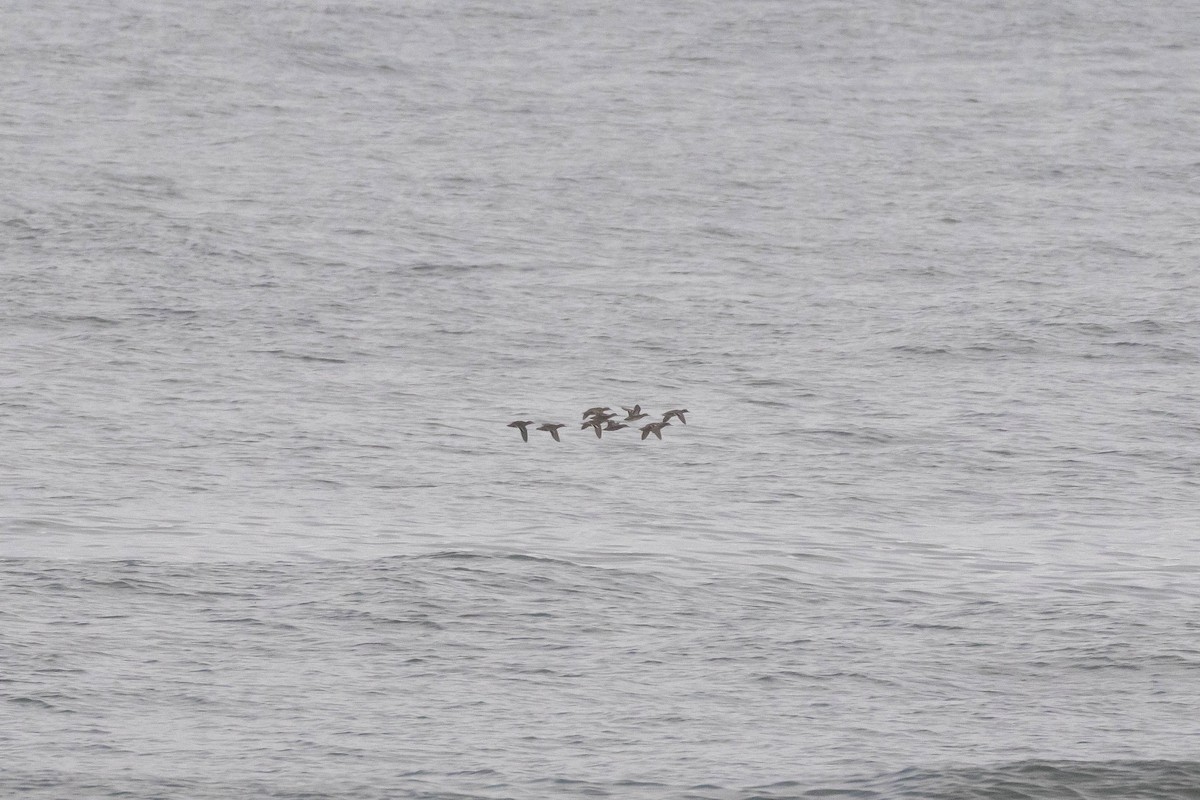 eBird Checklist - 13 Sep 2023 - La Push - 49 species (+4 other taxa)