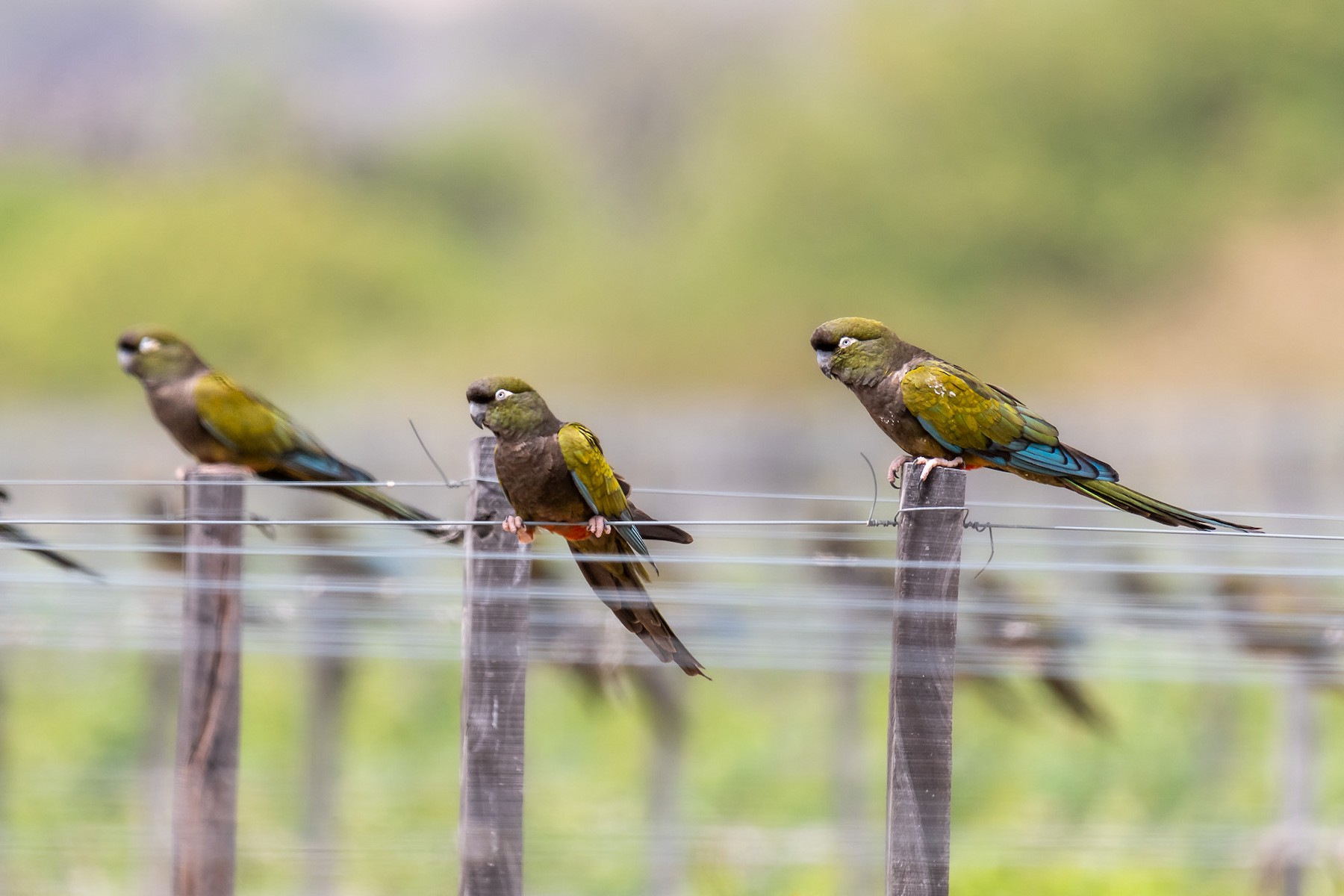 Burrowing Parakeet (Olive) - eBird