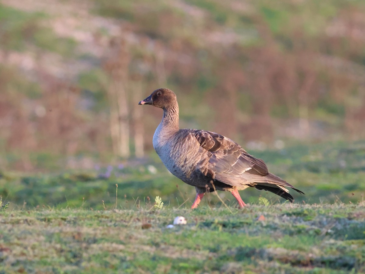 eBird Checklist - 30 Oct 2023 - Snettisham RSPB Reserve - 45 species