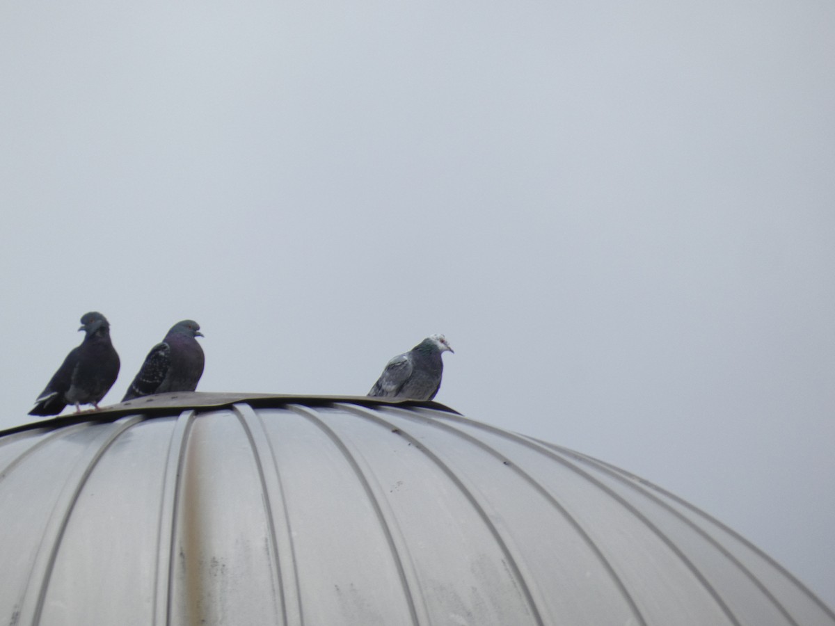 eBird Checklist - 30 Oct 2023 - Limberlost Swamp Wetland Preserve ...