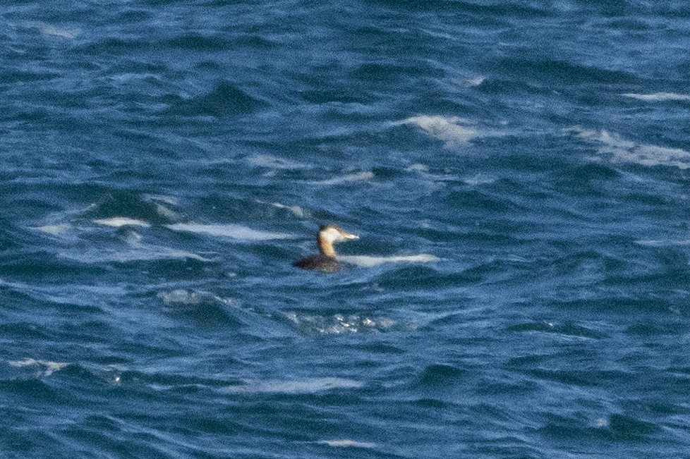 eBird Checklist - 30 Oct 2023 - Pyramid Lake--Warrior Pt. - 11 species