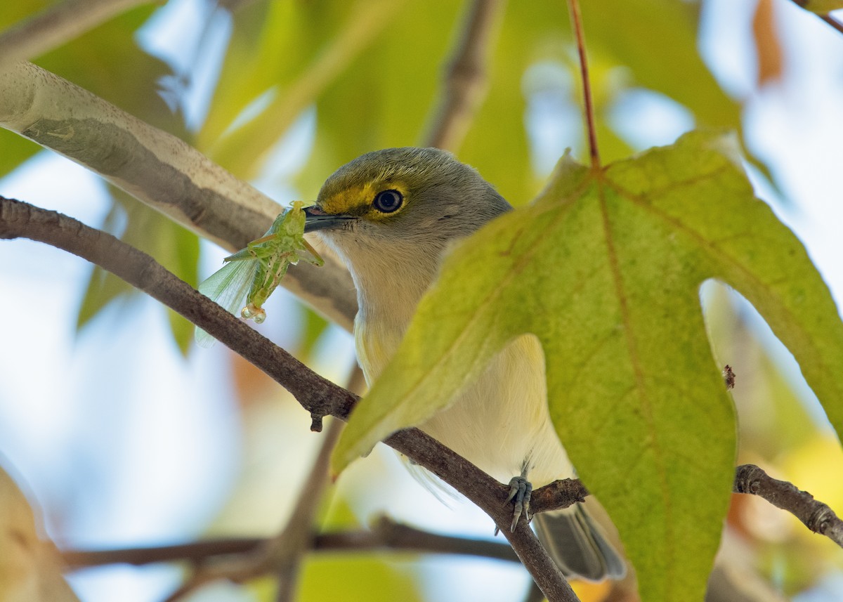 eBird Checklist - 30 Oct 2023 - Box Canyon - 21 species