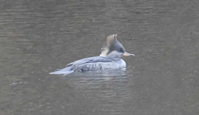 eBird Checklist - 30 Oct 2023 - Cheat Bridge - 9 species
