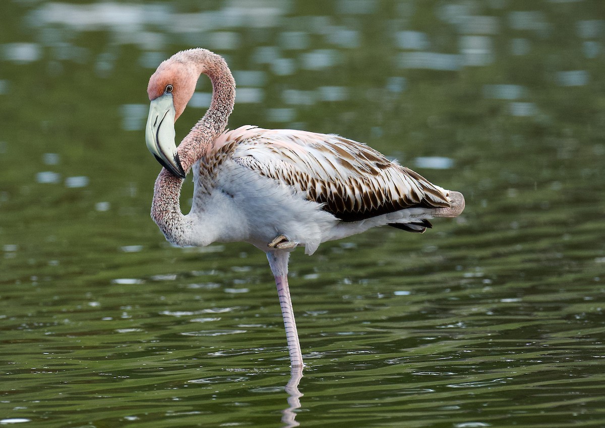 eBird Checklist - 30 Oct 2023 - Terra Ceia Preserve SP--Hightower Trail ...