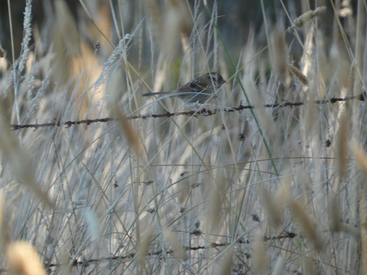 eBird Checklist - 30 Oct 2023 - Weed Farm - 38 species (+2 other taxa)
