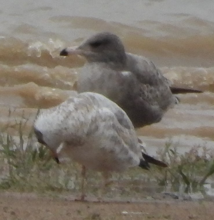 eBird Checklist - 29 Oct 2023 - Benbrook Lake--Holiday Pk (PPW-W061 ...
