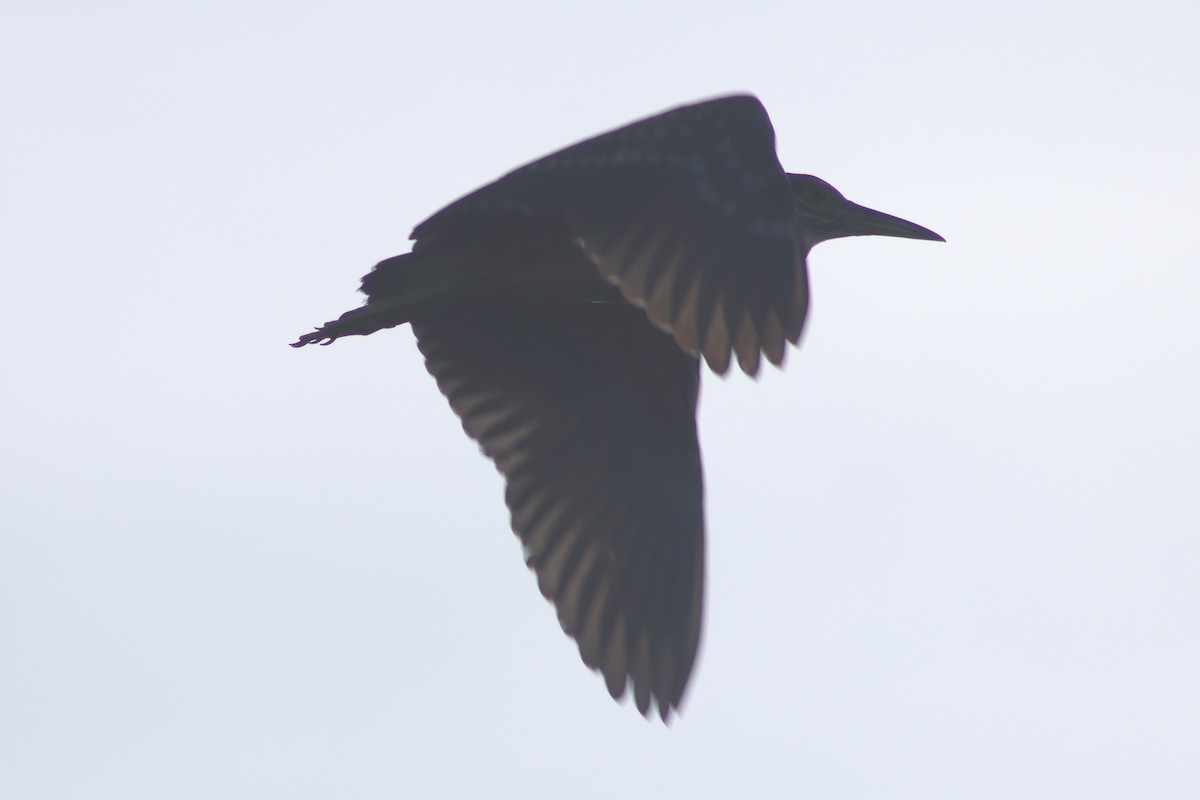 eBird Checklist - 31 Oct 2023 - Lag-asan, Bago City - 20 species (+1 ...