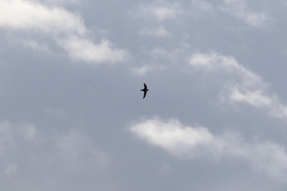 eBird Checklist - 13 Sep 2023 - Duncan Birding Trail - 69 species (+3 ...