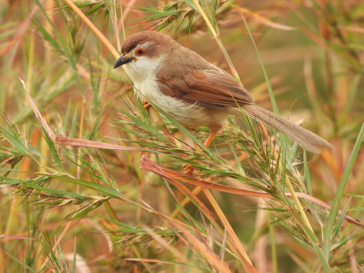eBird India Checklist - 31 Oct 2023 - Khanapur Bird Trail - 47 species