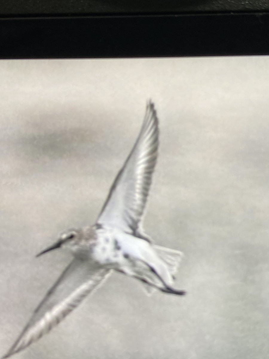 eBird Checklist - 28 Oct 2023 - Vankalai Bird Sanctuary - 1 species