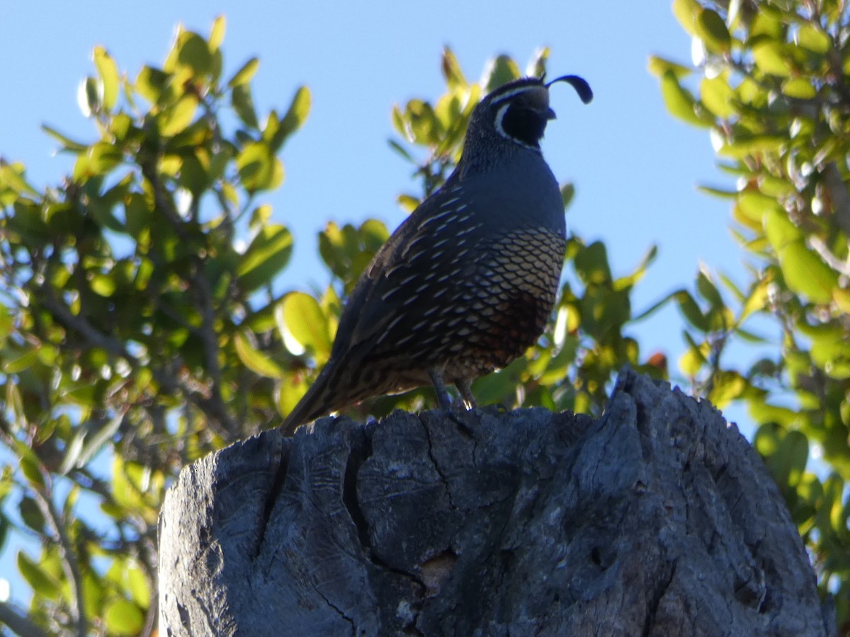 eBird Checklist - 30 Oct 2023 - Santa Catalina Island--Avalon area - 40 ...