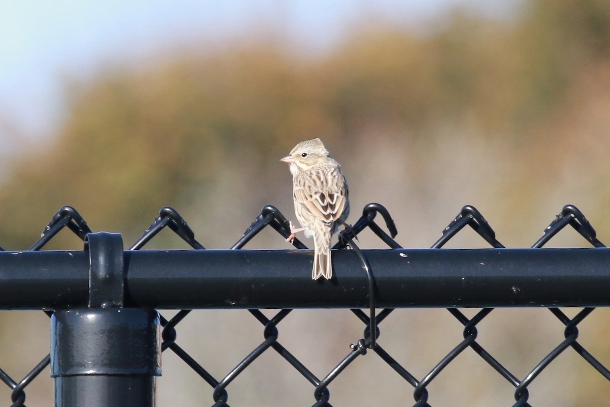eBird Checklist - 31 Oct 2023 - Passanageset Park at Broad Meadows ...
