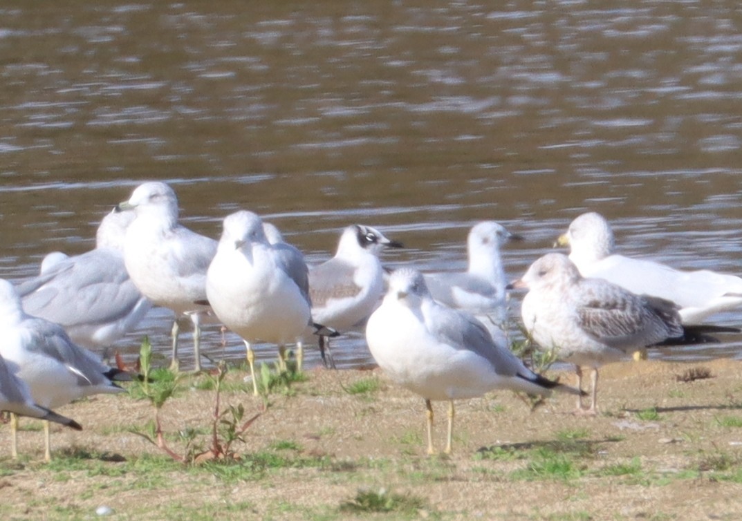 eBird Checklist - 31 Oct 2023 - Cowan Lake SP - 5 species