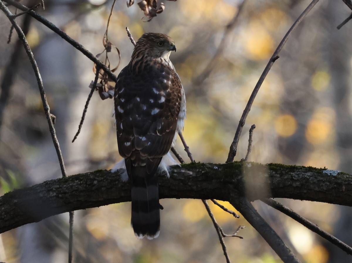 eBird Québec Checklist - 31 Oct 2023 - Domaine de Maizerets - 16 species