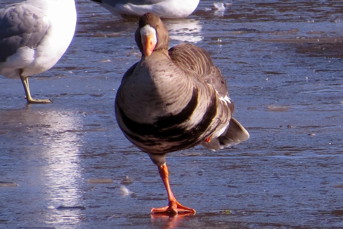 eBird Checklist - 4 Jan 2014 - Greenbelt Lake - Buddy Attick Lake Park ...