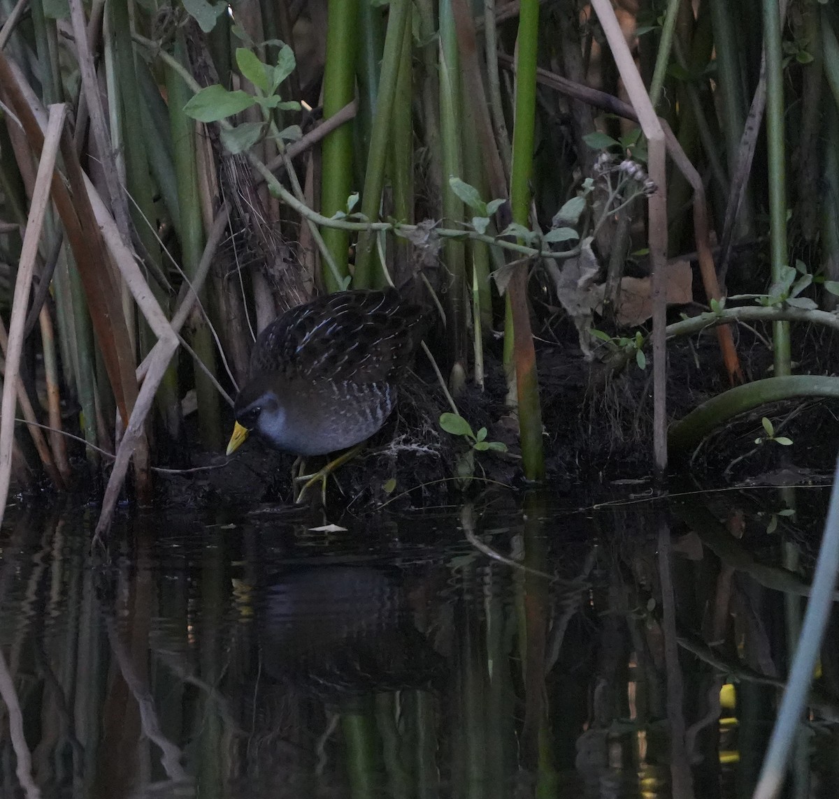 eBird Checklist - 31 Oct 2023 - Tres Rios Overbank Wetlands (permit ...