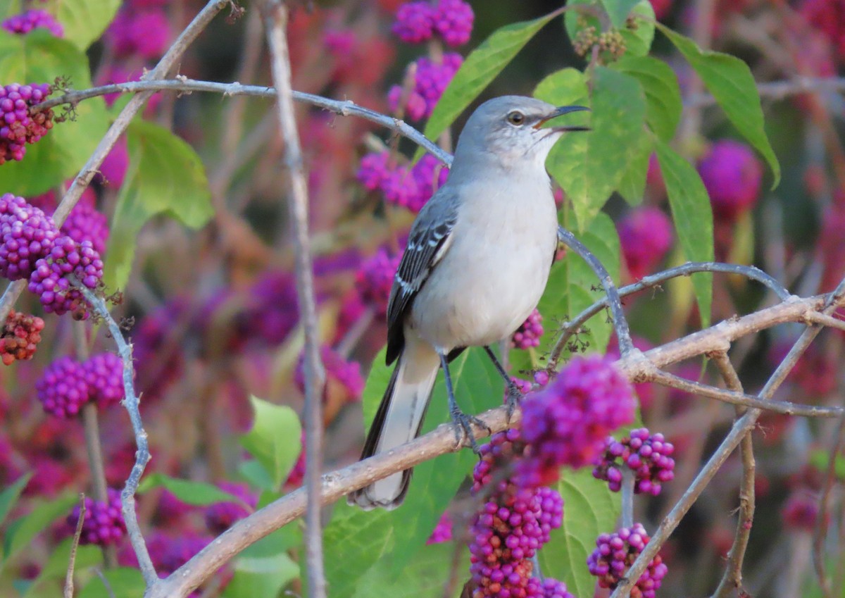 North Carolina Bird Atlas Checklist - 29 Oct 2023 - Prairie Ridge ...