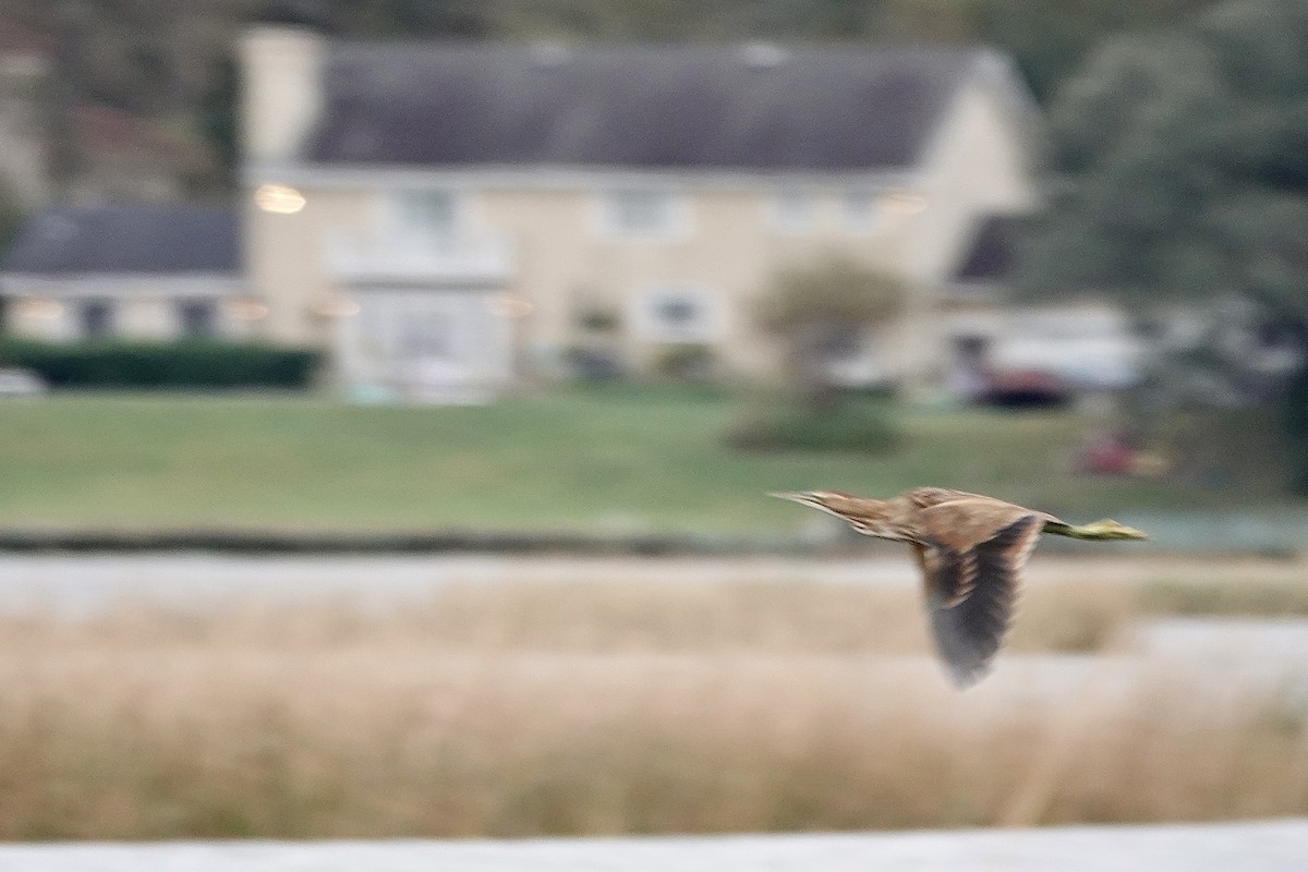 eBird Checklist - 31 Oct 2023 - Pleasure House Point Natural Area - 9 ...