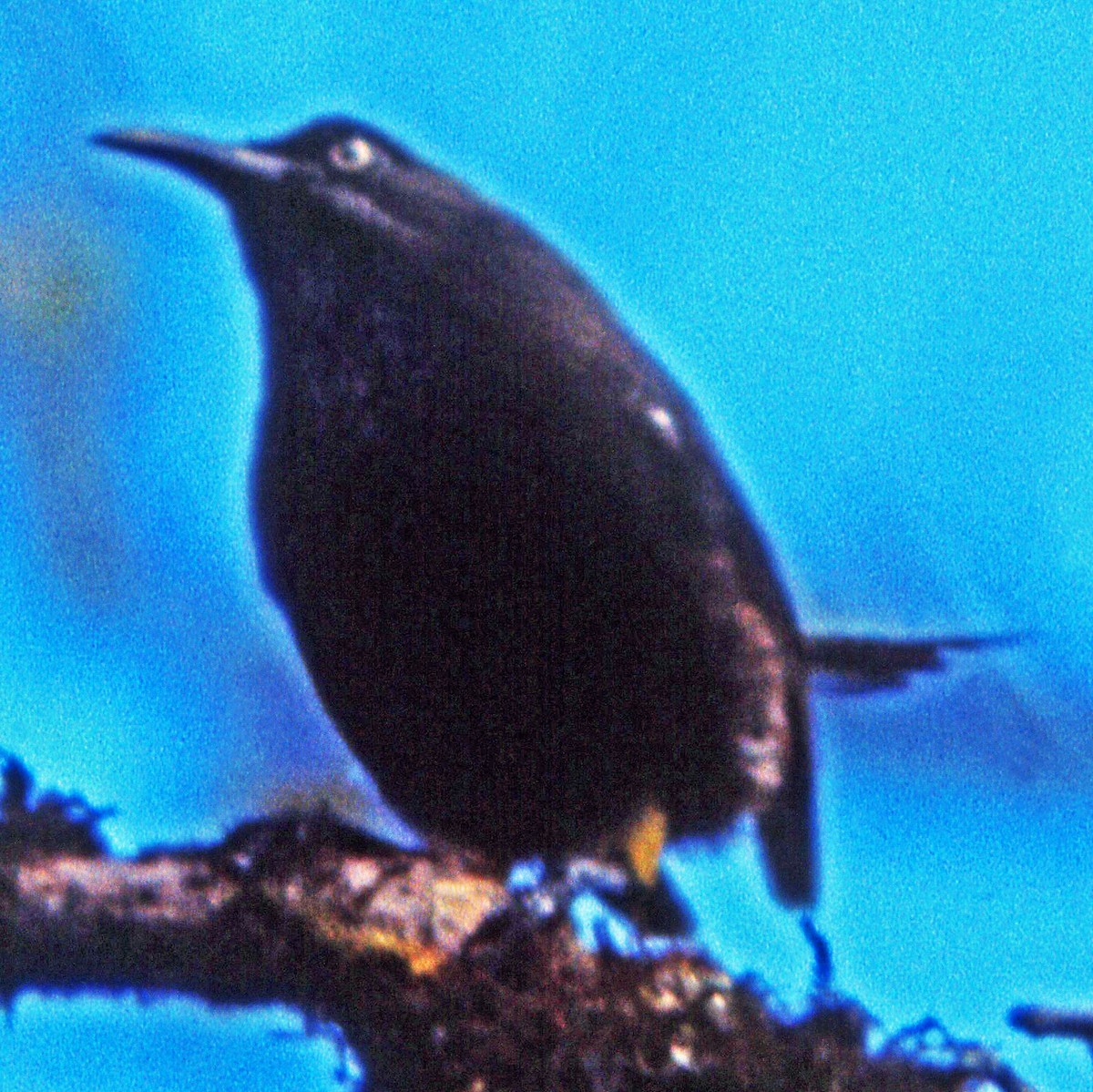 Kauai Oo - eBird