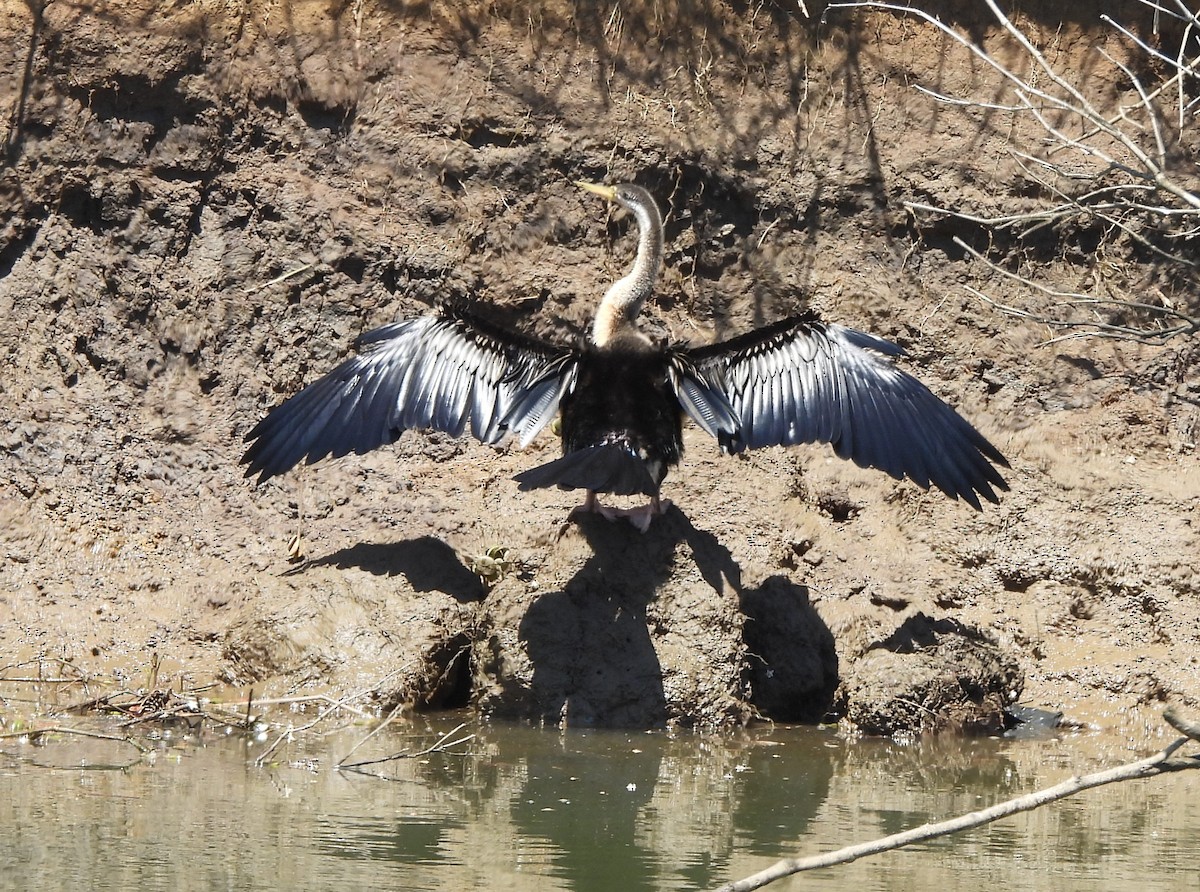 eBird Checklist - 13 Oct 2023 - Kedron Brook Bikeway (near wetlands ...