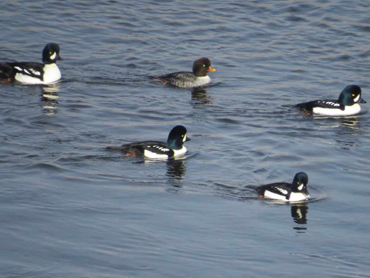 eBird Checklist - 31 Oct 2023 - Ice Harbor Dam - 12 species