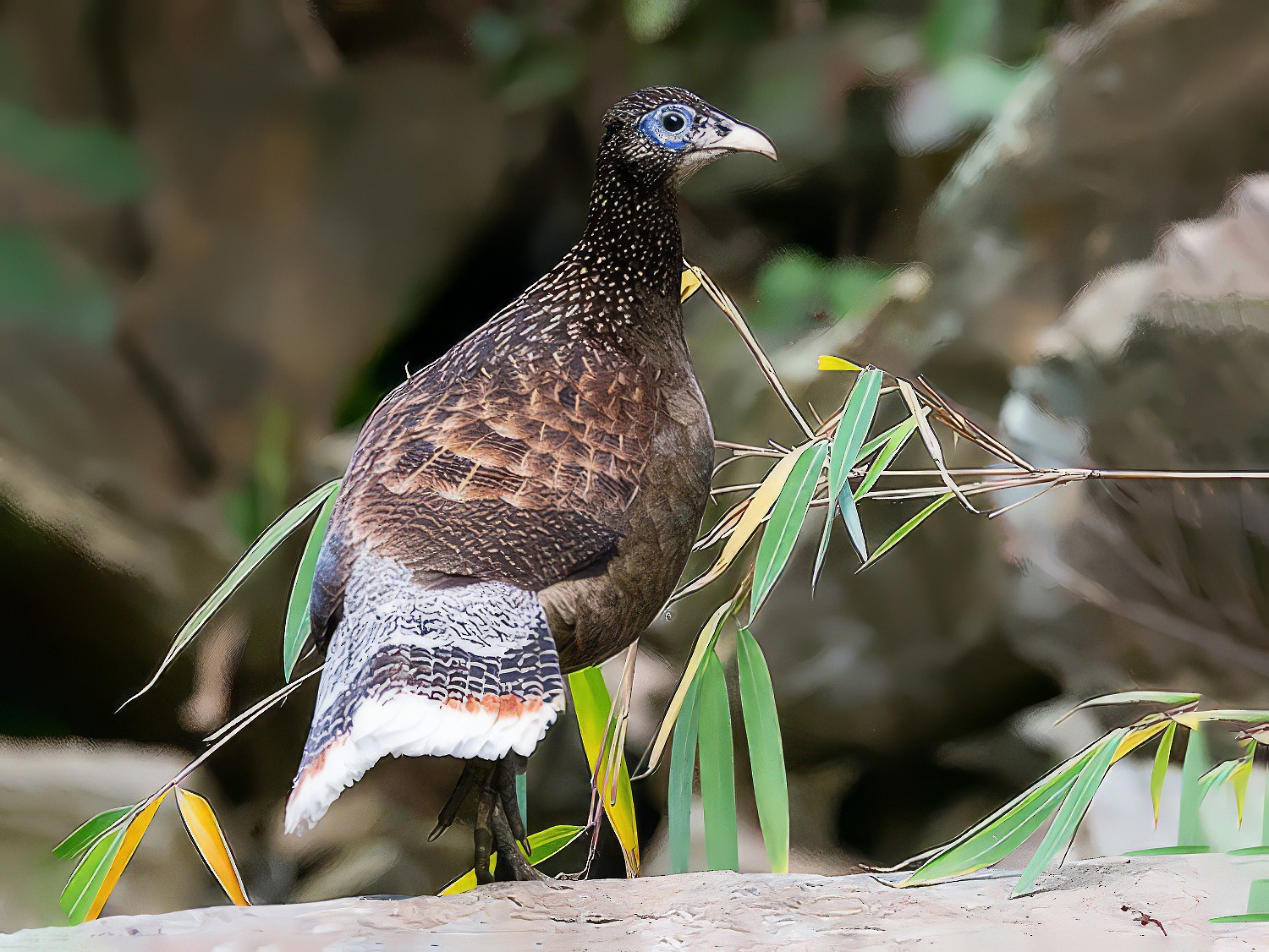Sclater's Monal - eBird