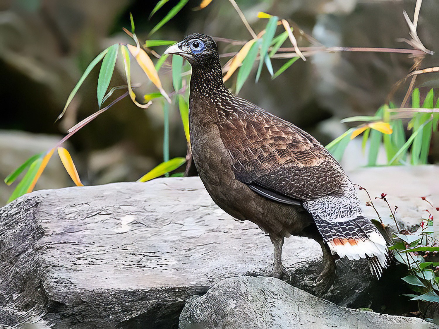 Sclater's Monal - eBird